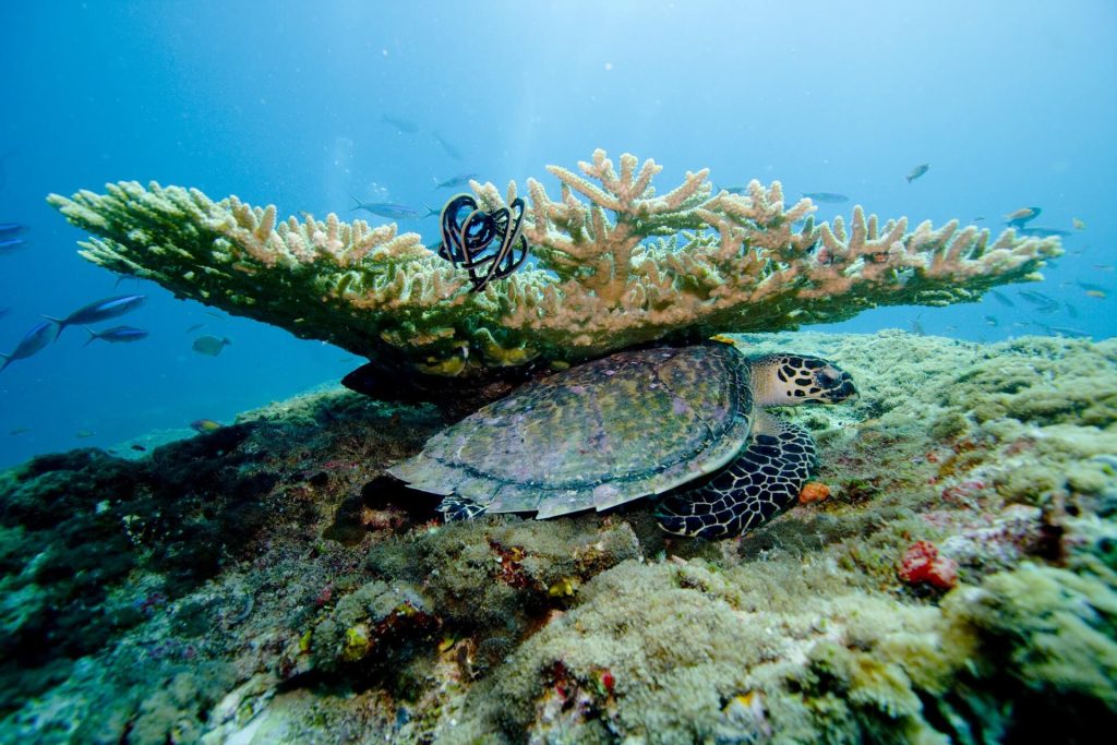Top 7 Places To Enjoy Scuba Diving In The Maldives - Cheerful Trails